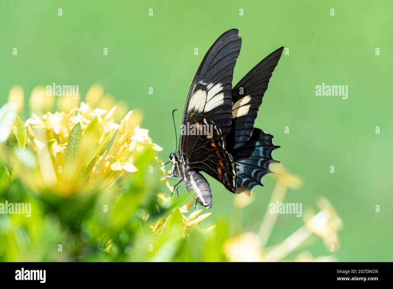 Butterflies of trinidad and tobago hi-res stock photography and images ...