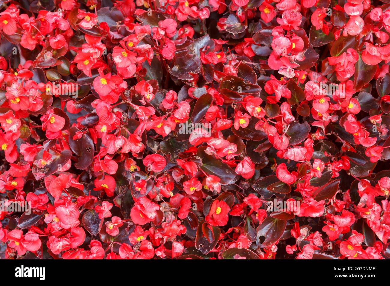 spring flower background Stock Photo - Alamy