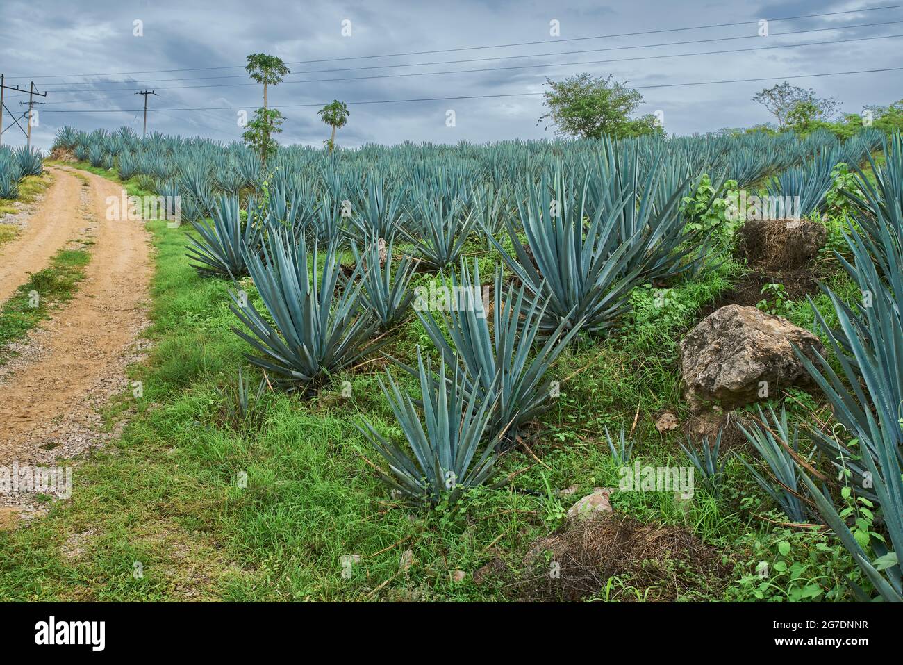 Plantation of blue agave in the field Stock Photo - Alamy