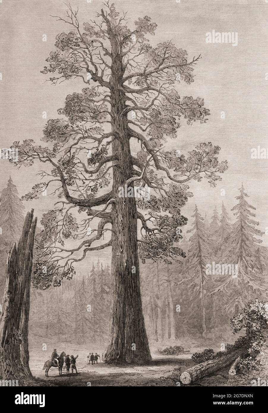Giant Sequoia Tree Drawing