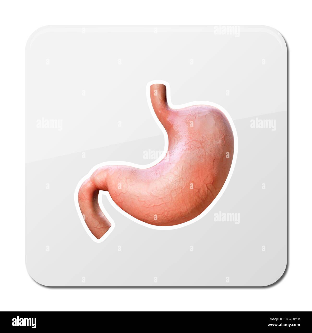 3d human stomach, anatomy detail, illustration of a human stomach, icon ...