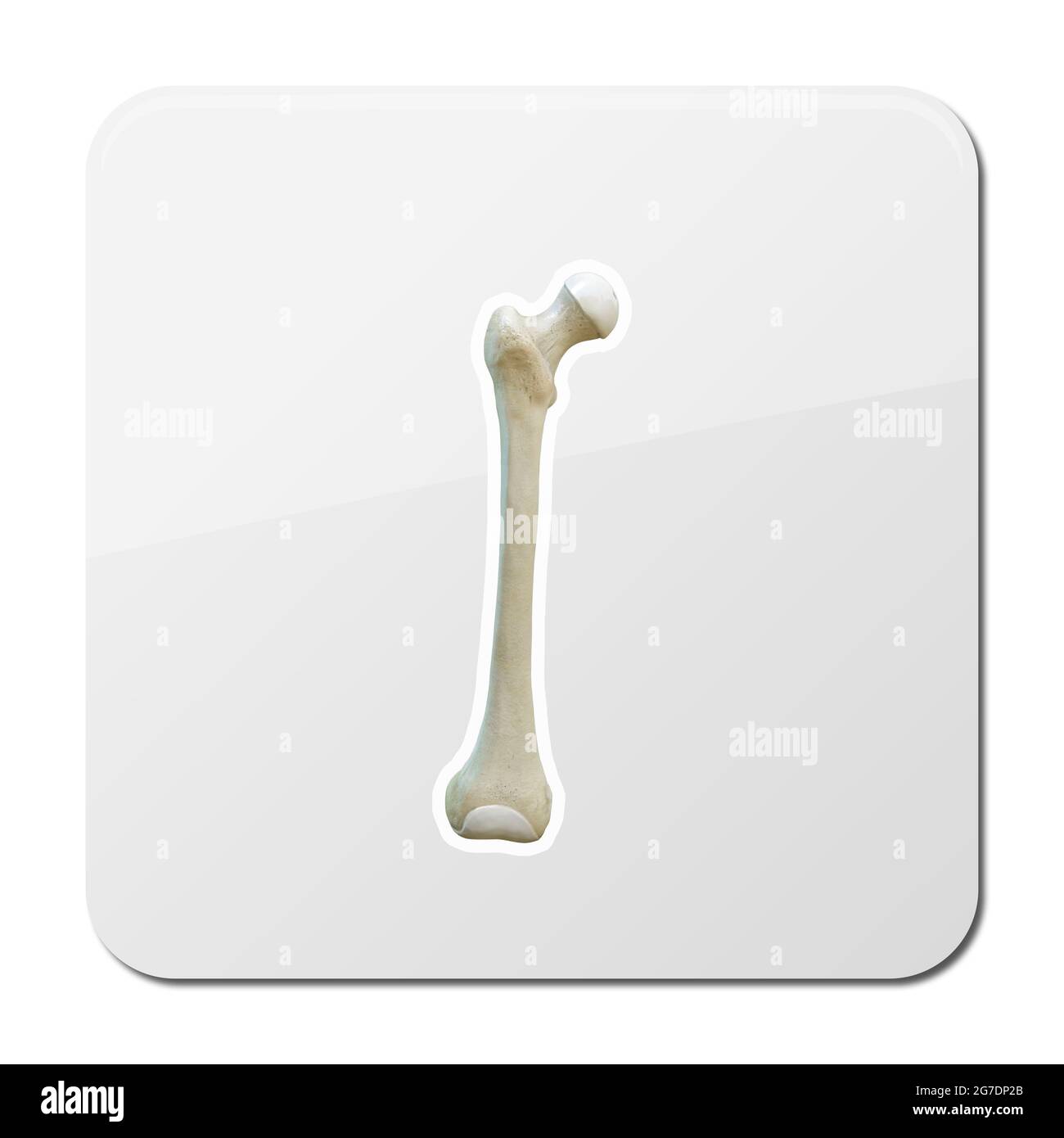 Bones icon. Single high quality symbol of human body for web design or ...