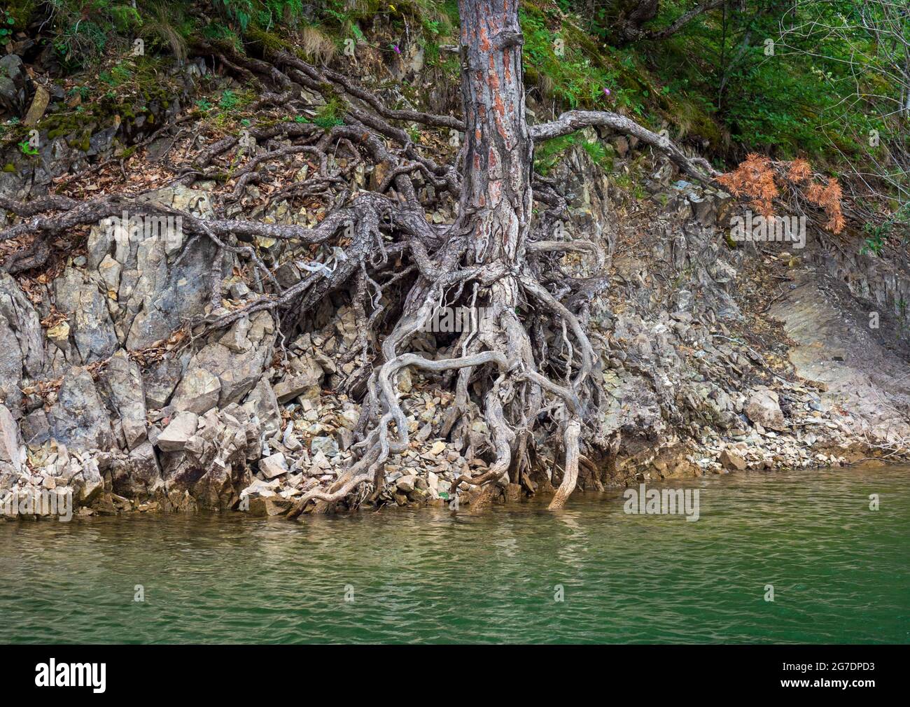 Rocks river water tree root hi-res stock photography and images - Alamy