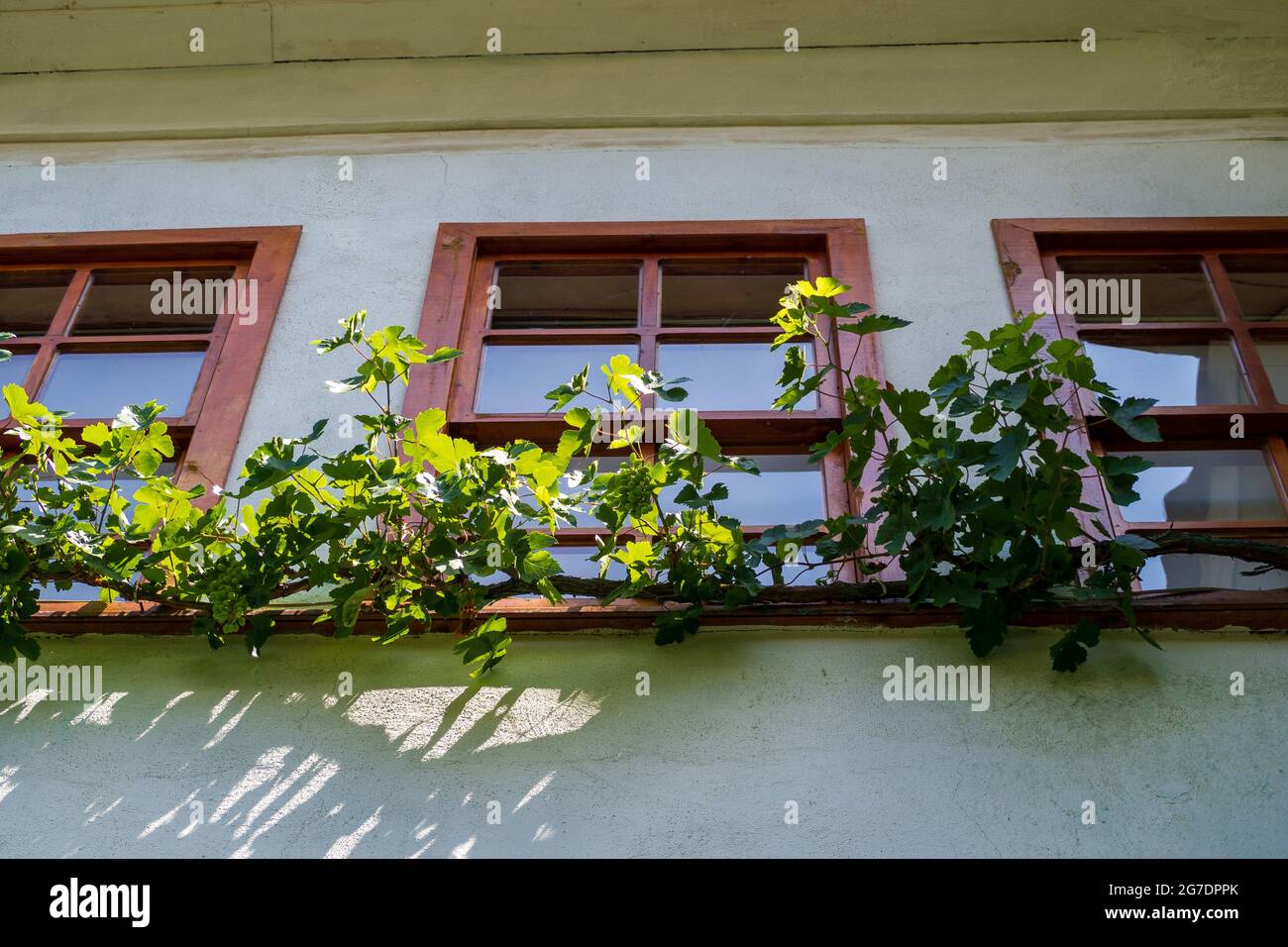 wooden windows and vine leaves Stock Photo - Alamy