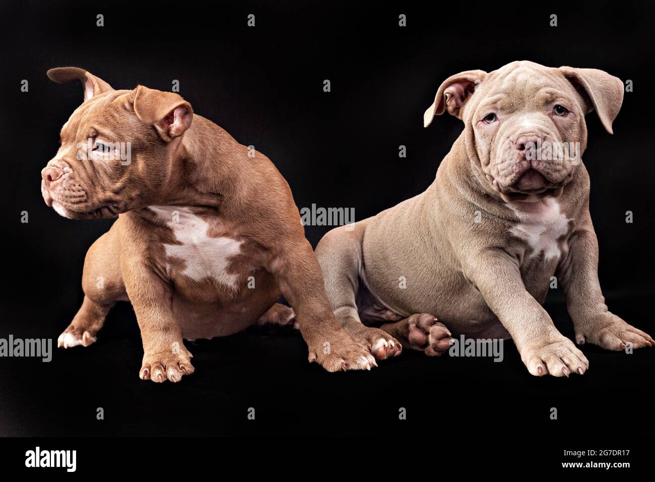 Two pups of American bully purple and brown with uncut ears. Close-up ...