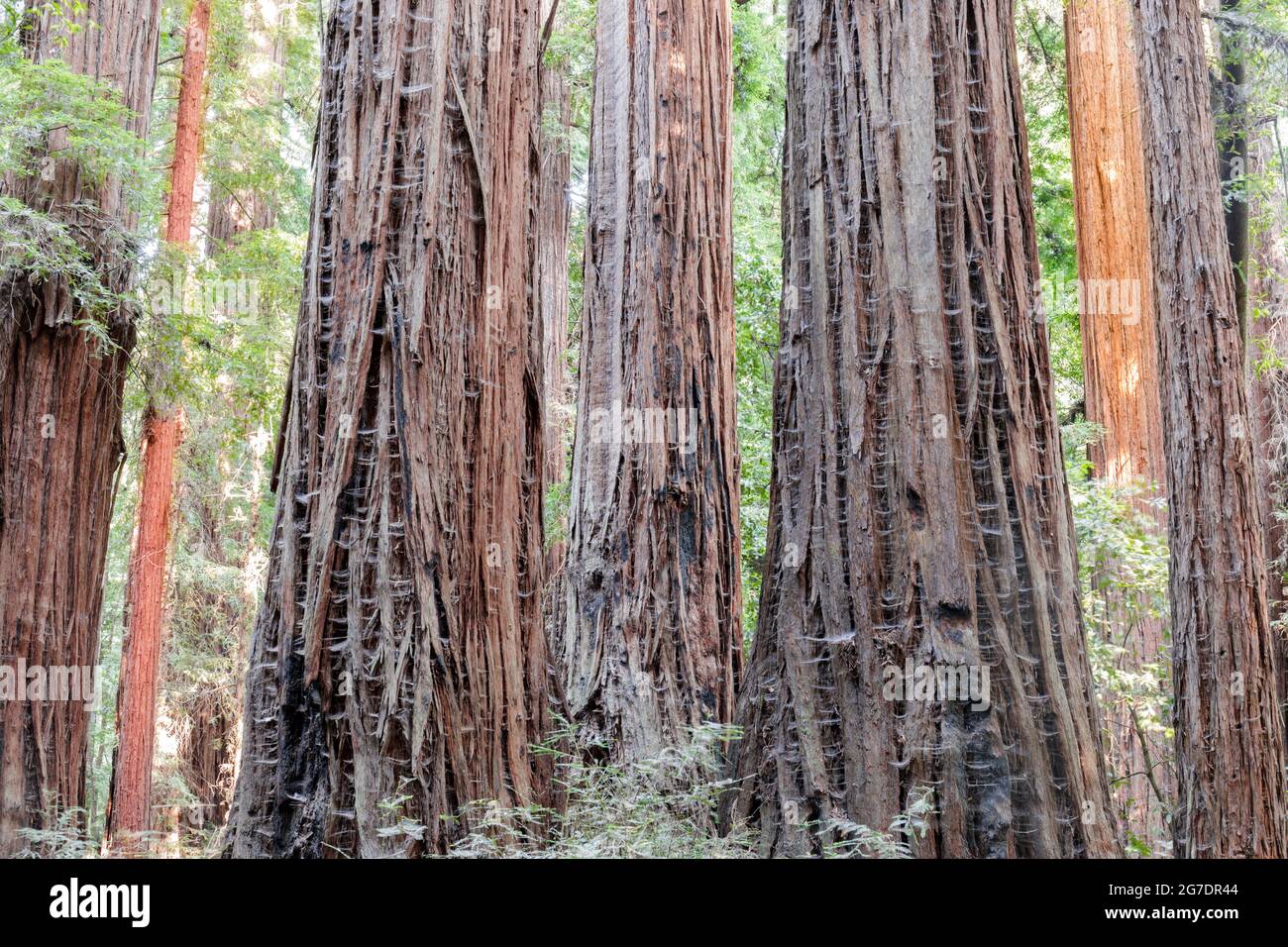 Old-growth Coast Redwoods at Henry Cowell State park. Felton, Santa ...
