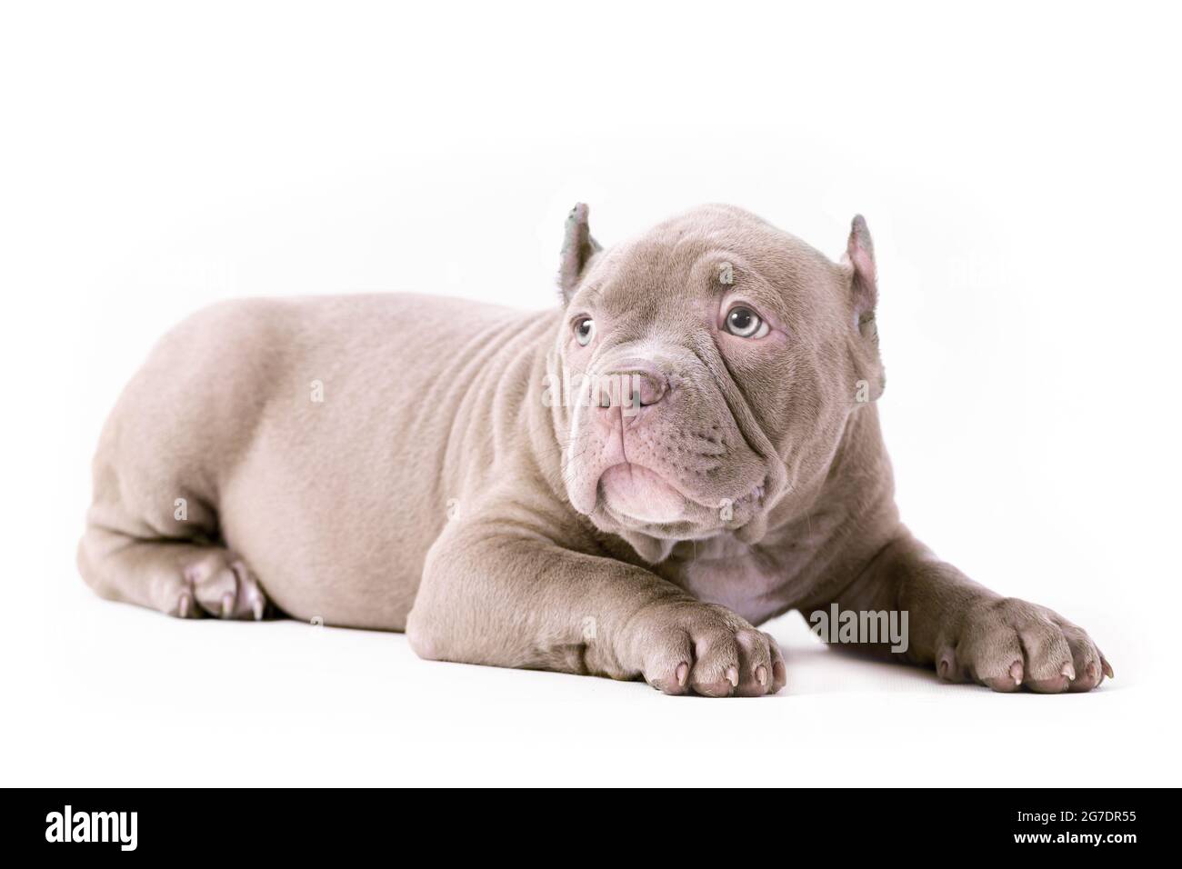 A purple-colored American bully puppy is lying down. Isolated on a ...