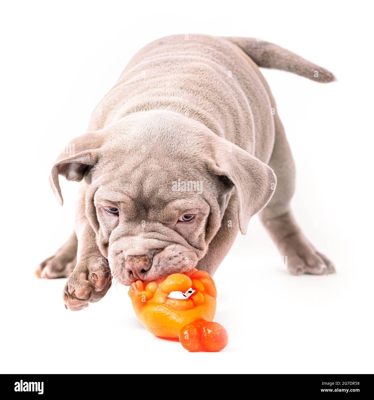 A purple-colored American Bully puppy plays with a plastic toy ...