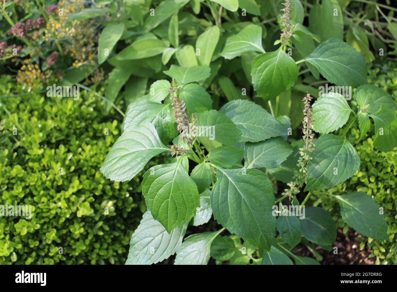 Tulsi herb hi-res stock photography and images - Alamy