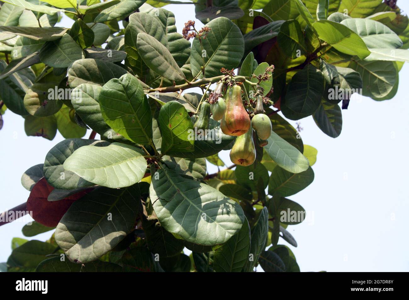 Cashew apple hi-res stock photography and images - Alamy