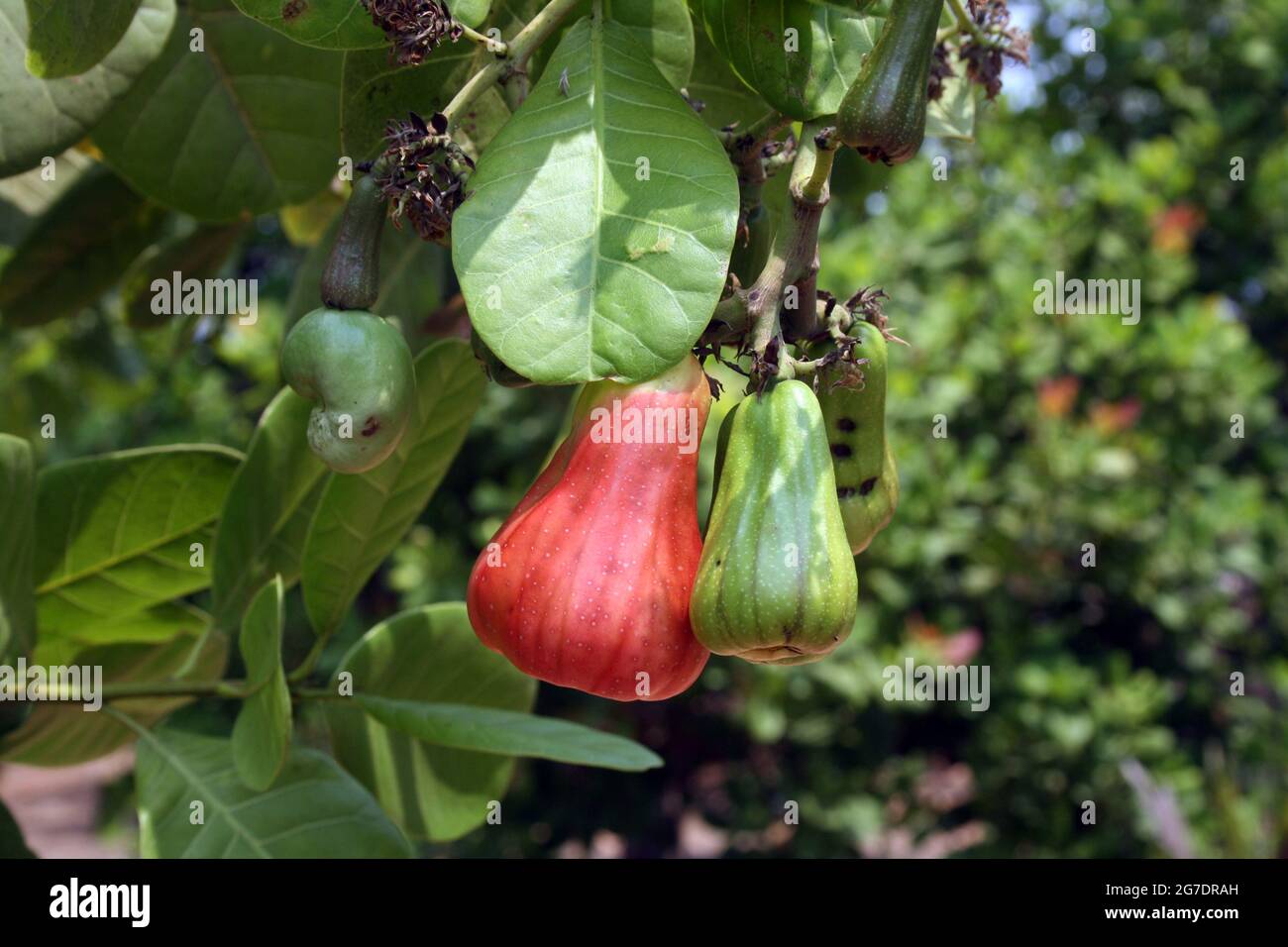 Cashew tree goa hi-res stock photography and images - Alamy