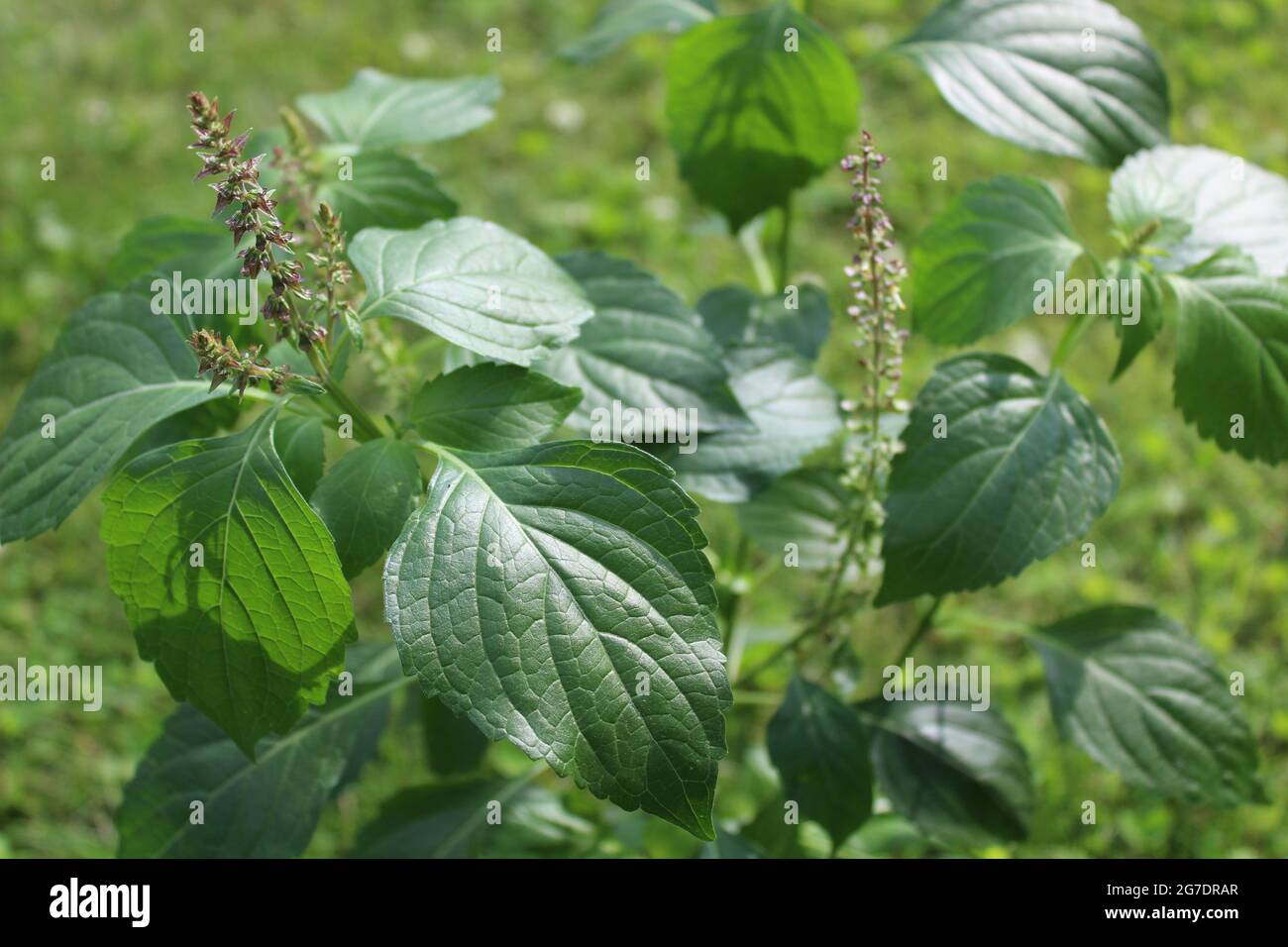 tulsi herb in the garden Stock Photo - Alamy