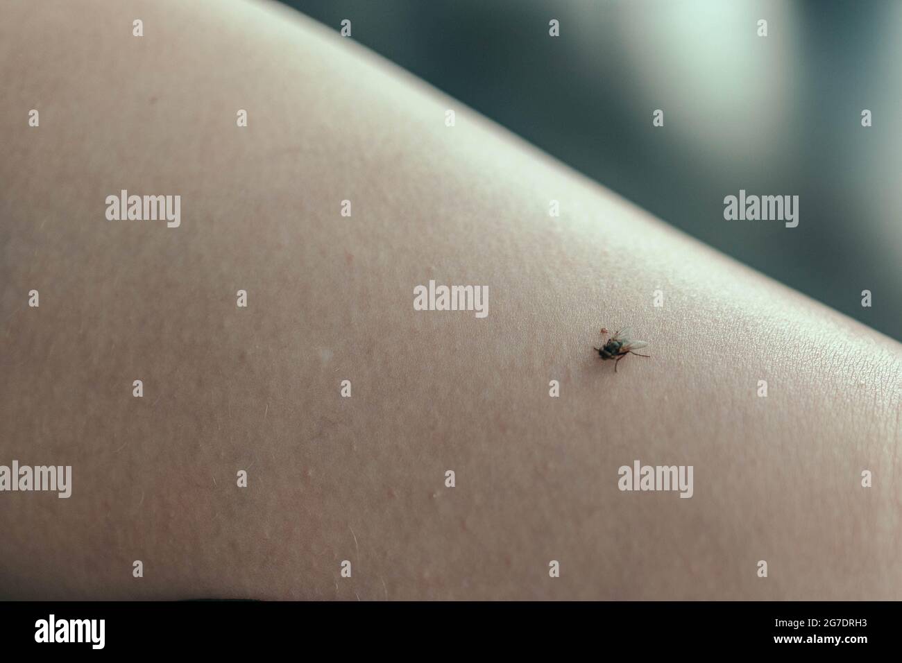 common housefly on human skin Stock Photo - Alamy