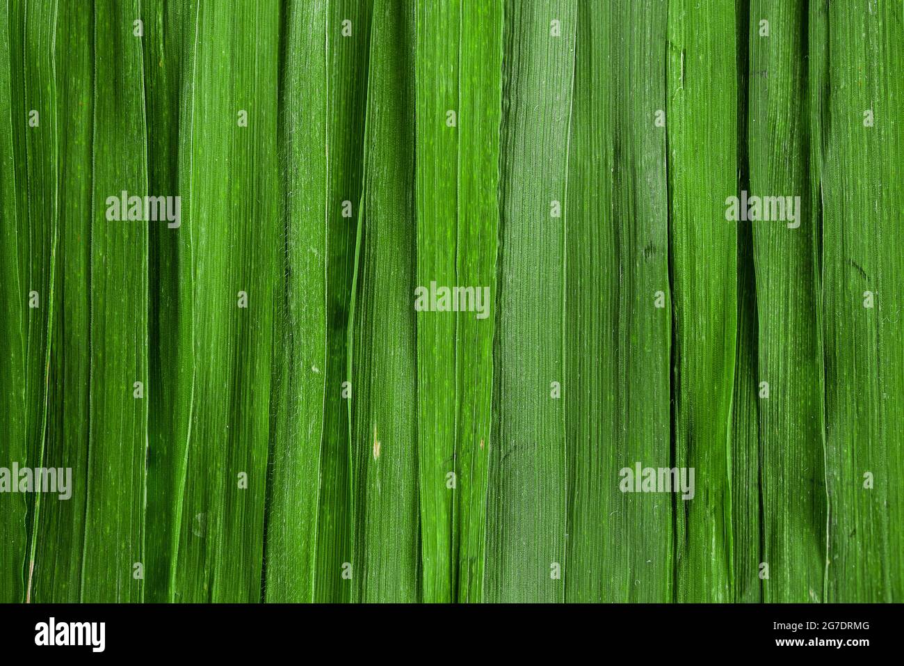 Green grass background. Backdrop made of vertical grass blades ...