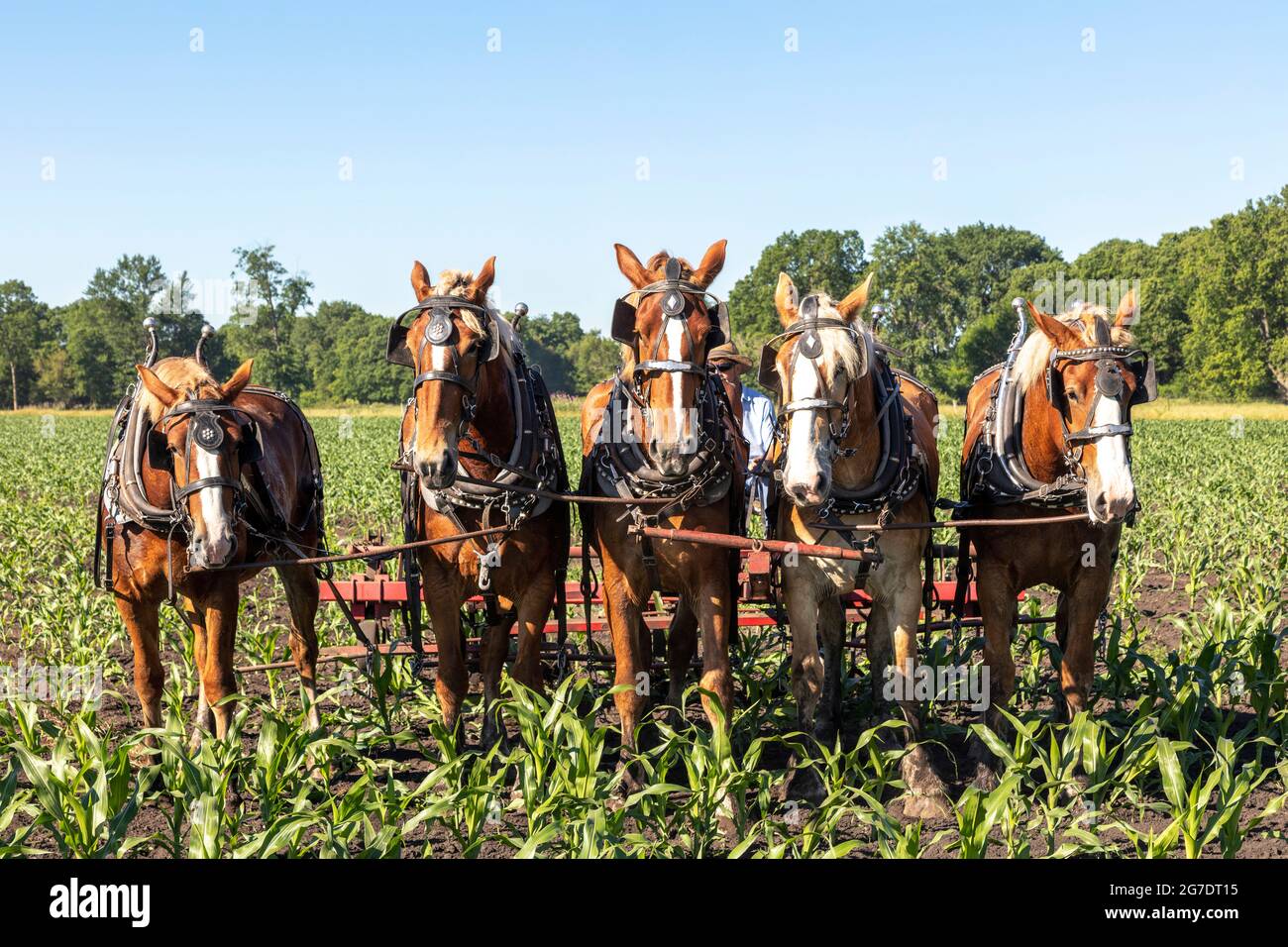 Belgian Draft Work Horses, Amish farm, Indiana, USA, by James D ...