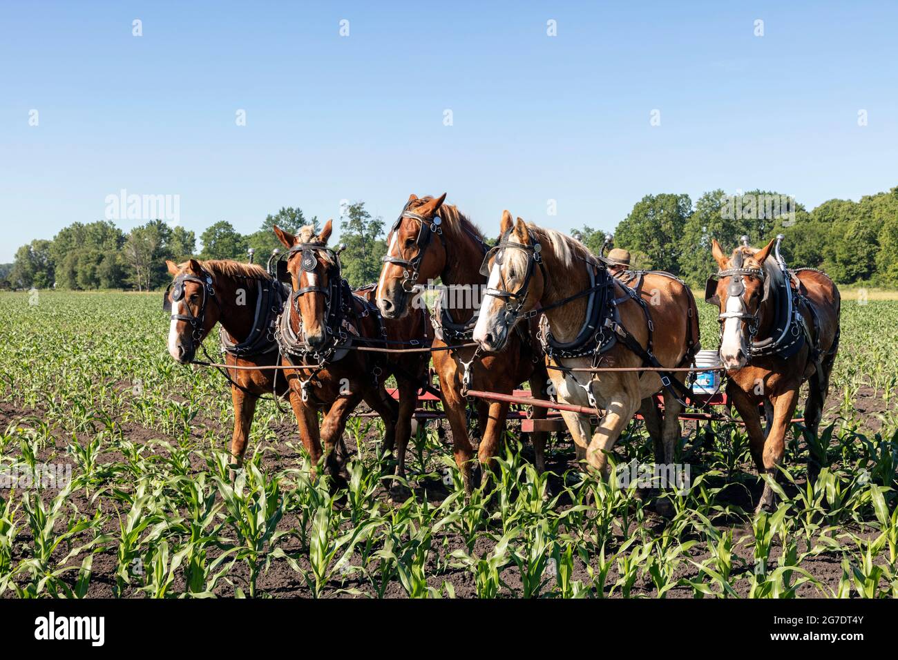 Belgian Draft Work Horses, Amish farm, Indiana, USA, by James D ...