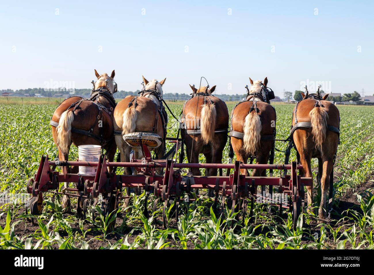Belgian draft horse plowing field hi-res stock photography and images ...