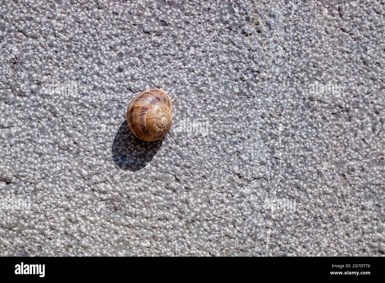 A lone snail hidden inside its shell, stuck to a wall in the sun in ...