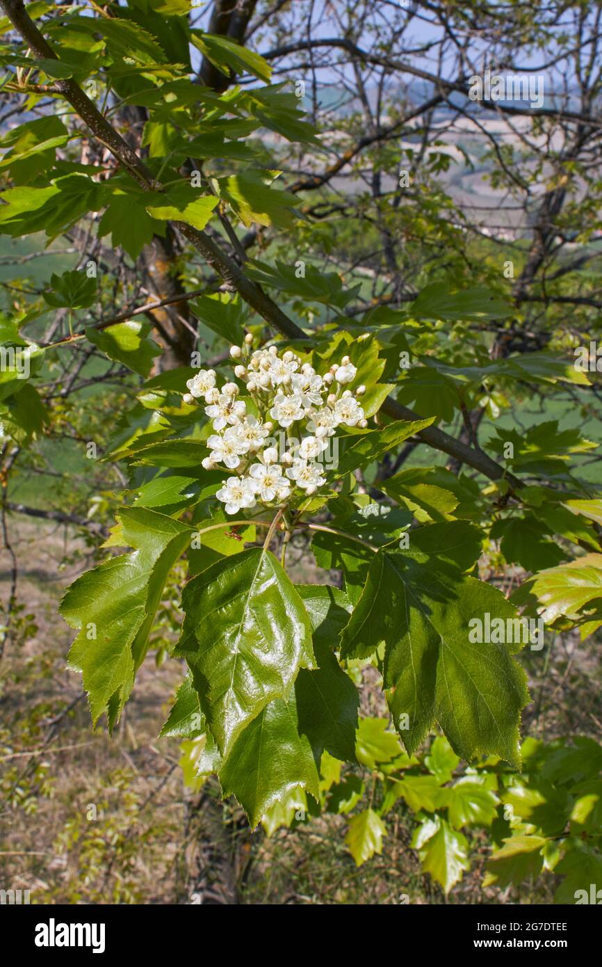 Sorbus torminalis shrub in bloom Stock Photo - Alamy
