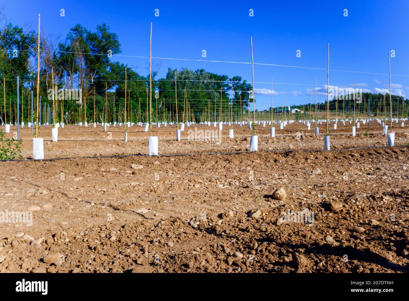 Drip irrigated crops in a rainfed area Stock Photo - Alamy