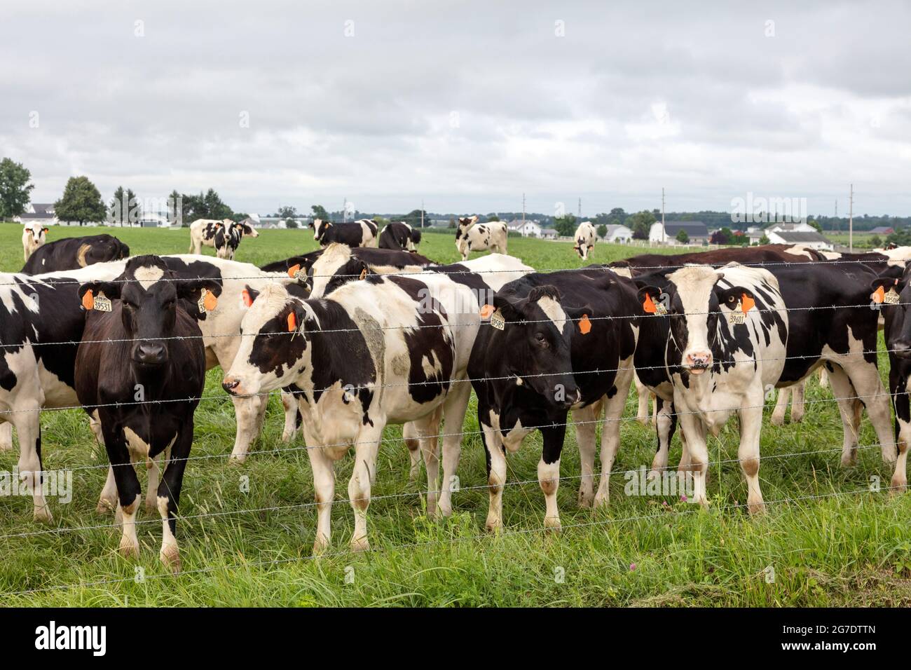 Good natured cattle hi-res stock photography and images - Alamy