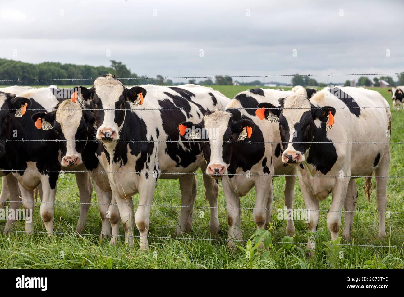 Holstein Cows in pasture, Amish farm, Summer, Indiana, USA, by James D ...