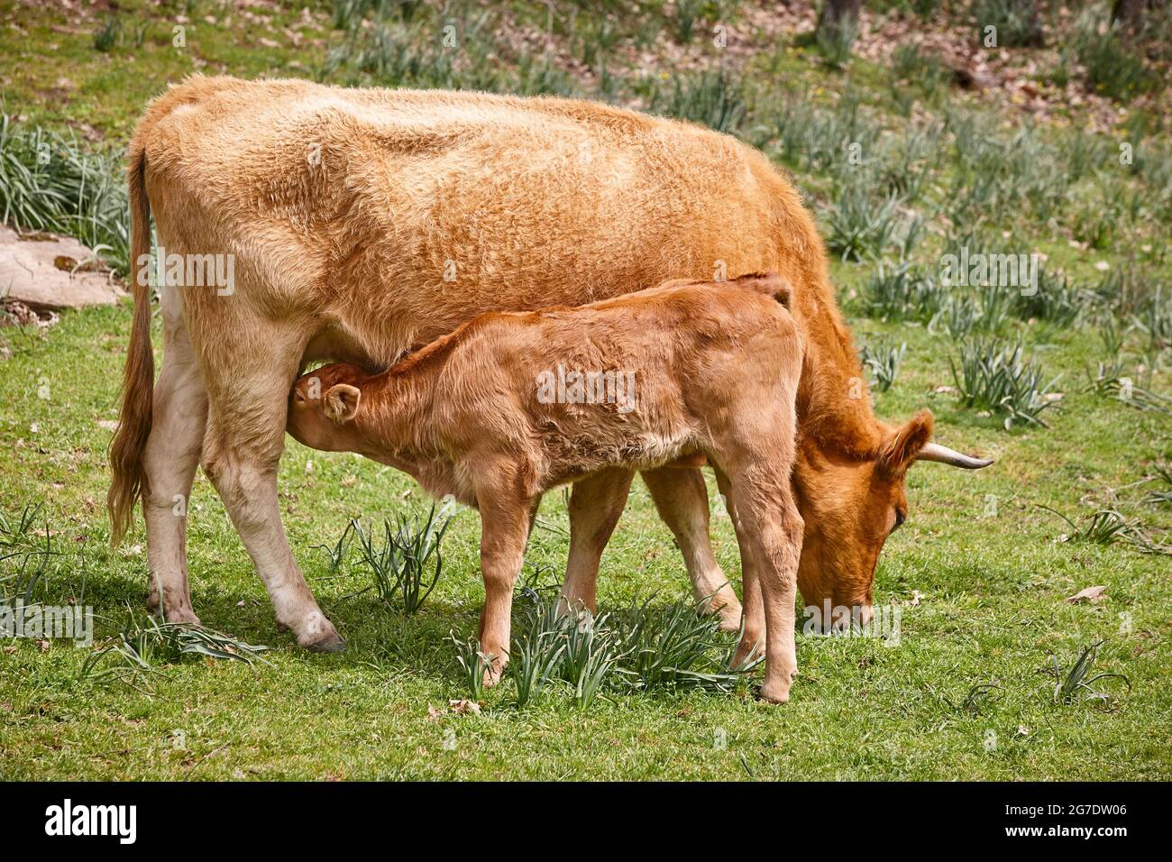 Unweaned calf suckling from his mother. Bovine cattle. Nursling Stock ...
