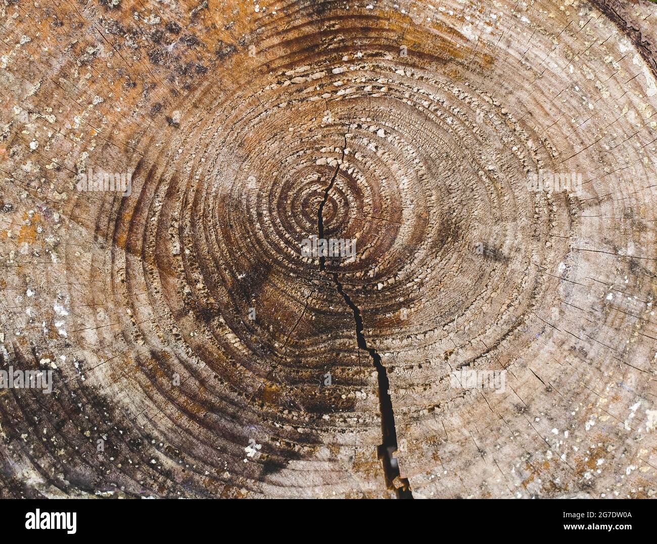 Wooden tree stump texture. Natural background Stock Photo - Alamy