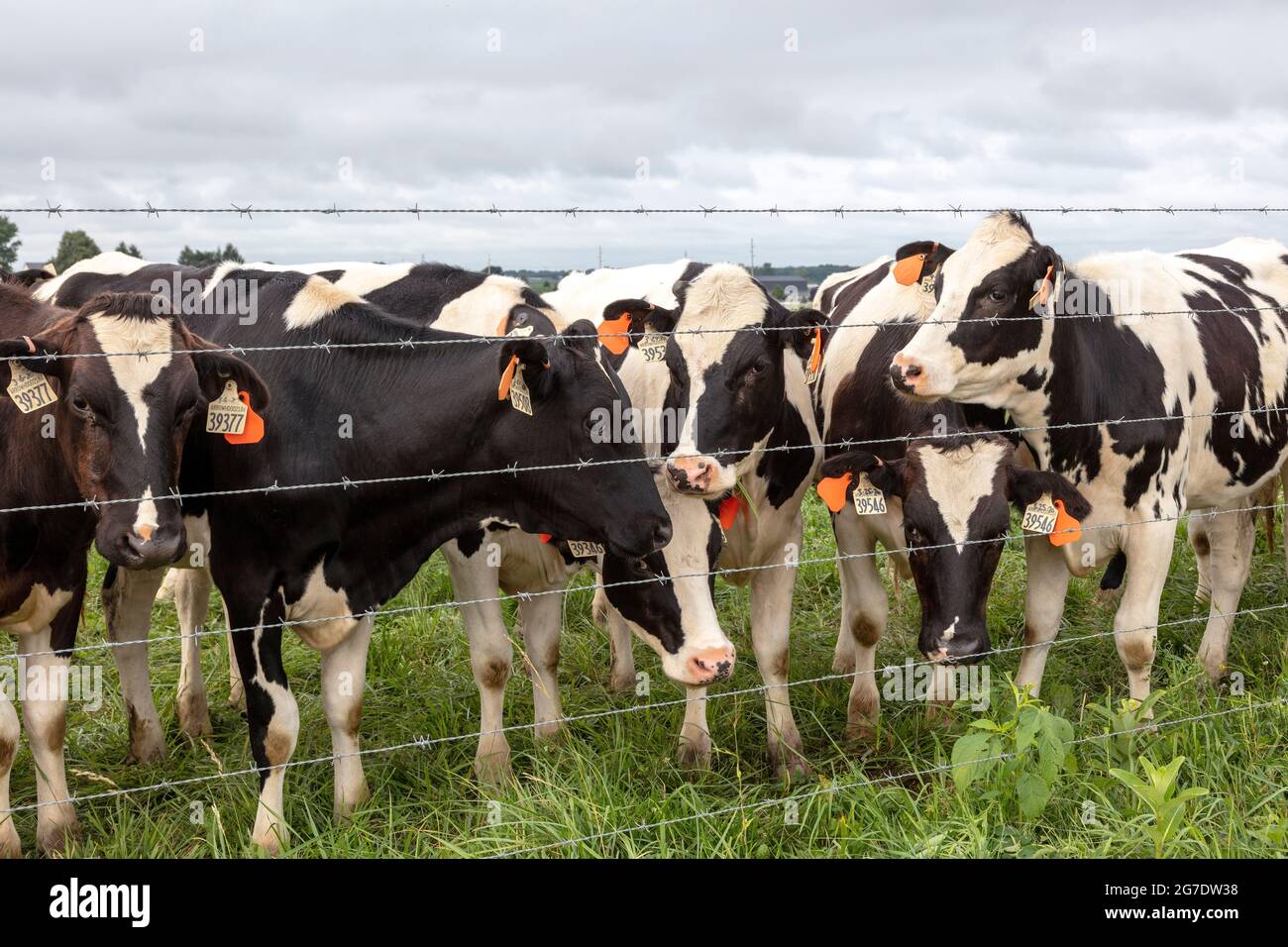 Holstein friesians dairy cow herd hi-res stock photography and images ...