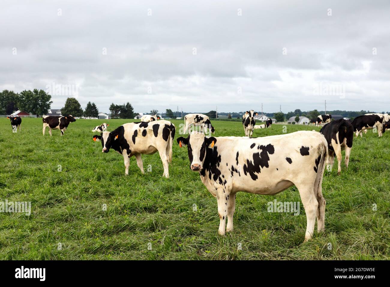 Holstein friesians dairy cow herd hi-res stock photography and images ...