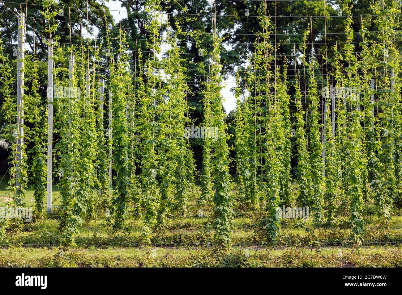 Hops production hi-res stock photography and images - Alamy