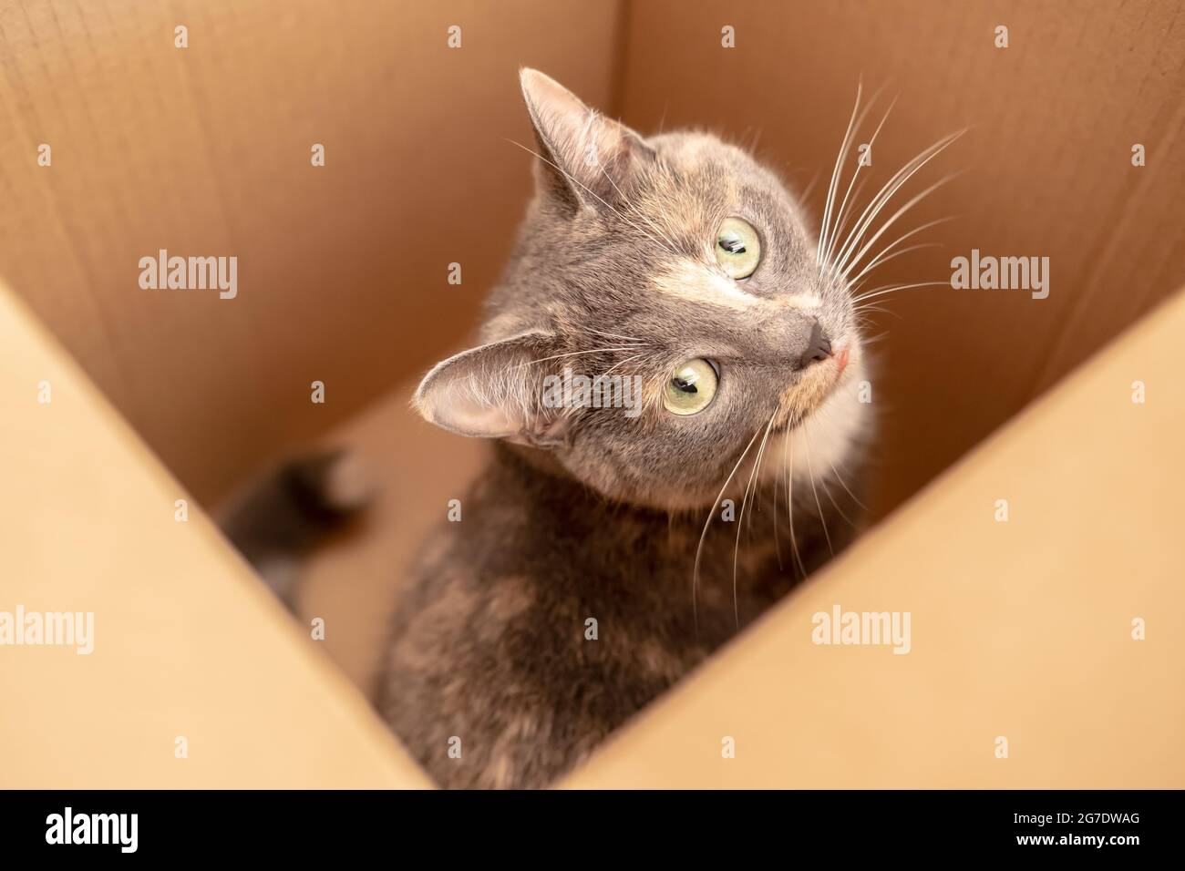 Charming curious cat got into a cardboard box and watching with ...