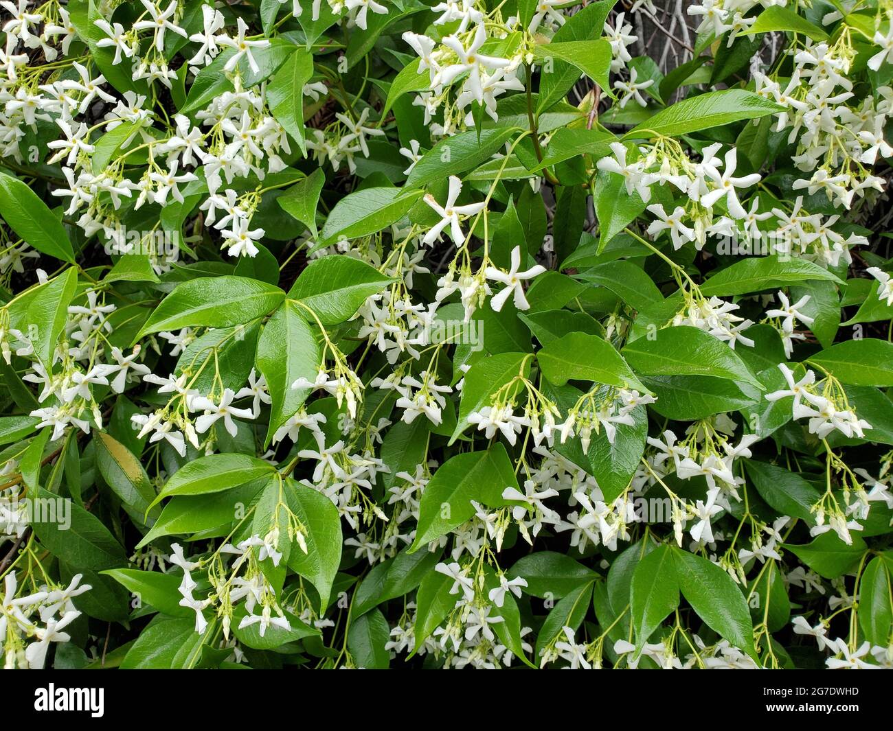 Close-up of jasmine flowers, part of a landscape design, Lafayette ...