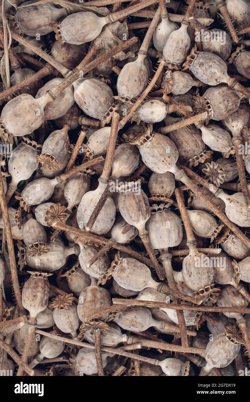 Dried poppy pods in a plastic cup Stock Photo - Alamy