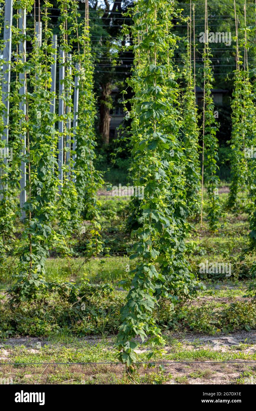 Indiana farm aerial hi-res stock photography and images - Alamy