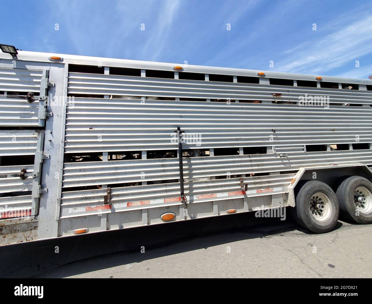 An animal trailer with goats for the Goats R Us firebreak service ...