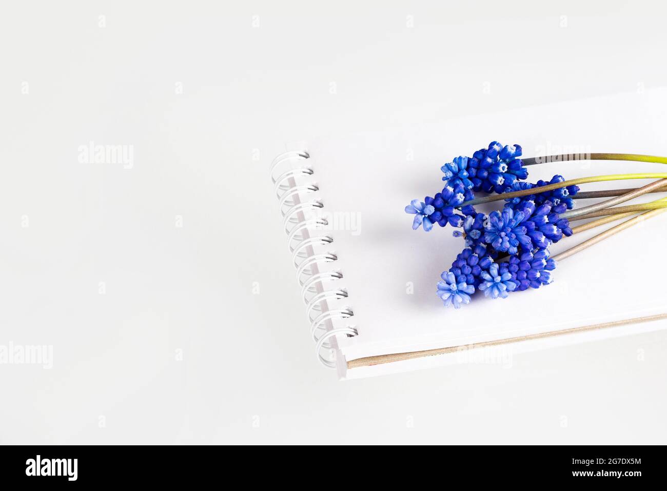 Muscari Hyacinth blue flowers lie on top of an open notebook on a white ...