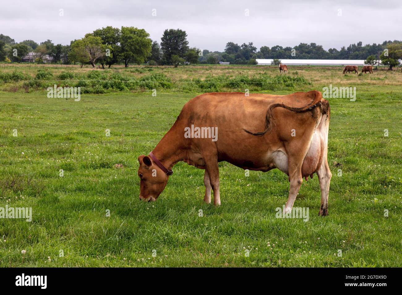 Jersey Cow in pasture, Amish farm, Summer, Indiana, USA, by James D ...