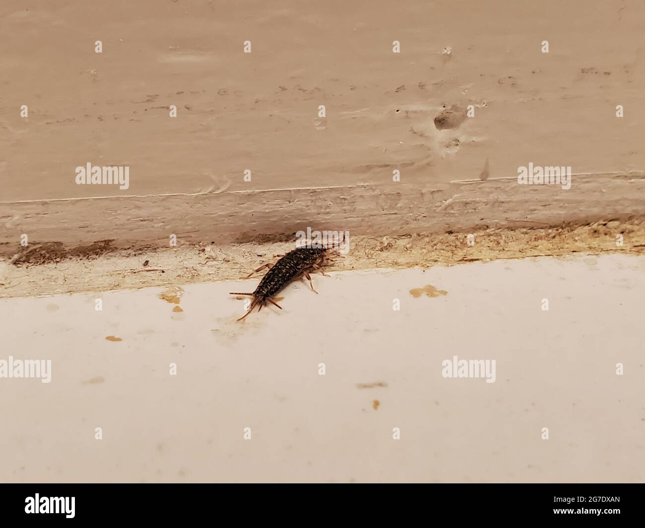 Silverfish close up hi-res stock photography and images - Alamy