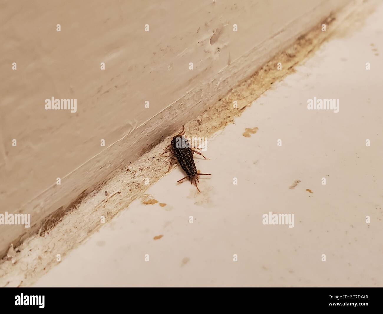 Silverfish or fishmoth hi-res stock photography and images - Alamy