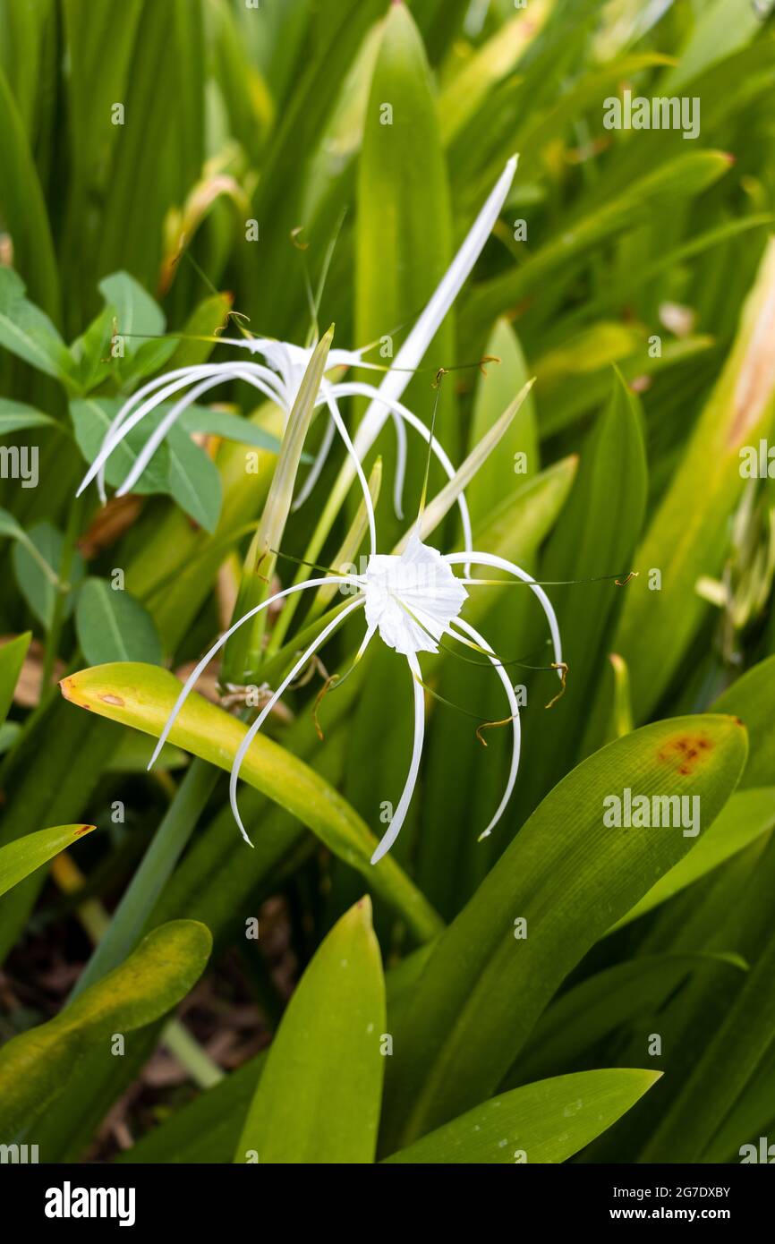 Spider Lily grown on park Stock Photo - Alamy