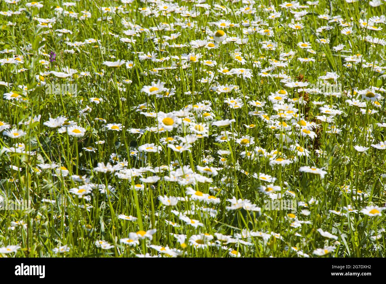 Scenic view of a large group of chamomiles in a field Stock Photo - Alamy