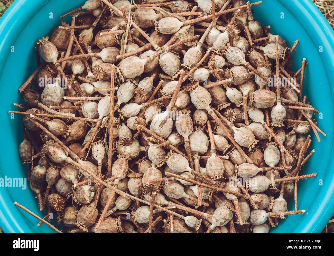 Poppypods hi-res stock photography and images - Alamy