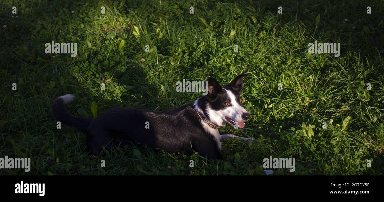 Dog is lying in grass in park. The breed is Border collie. Background ...