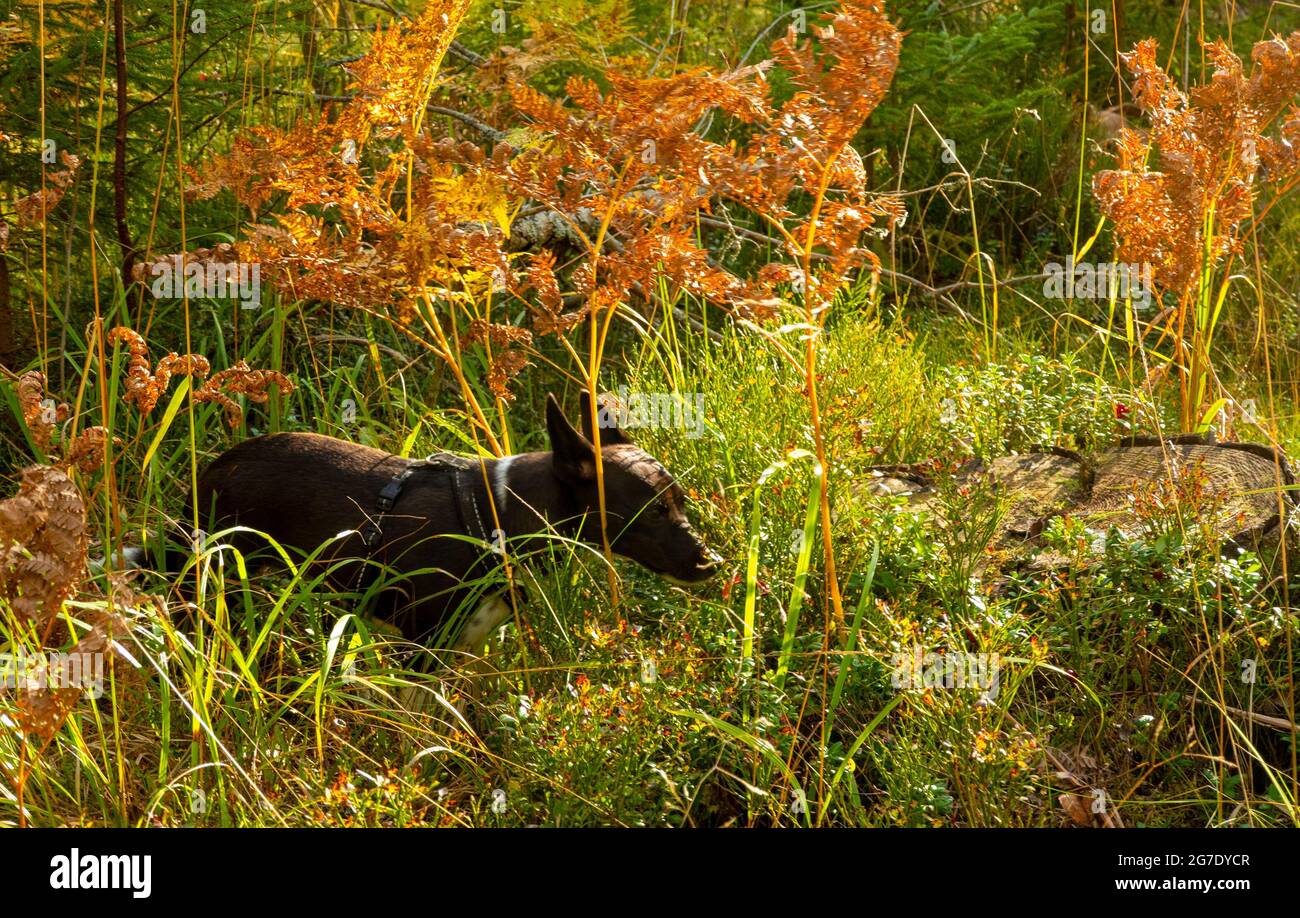 The withering of nature. Hunting dog in the autumn forest between the ...