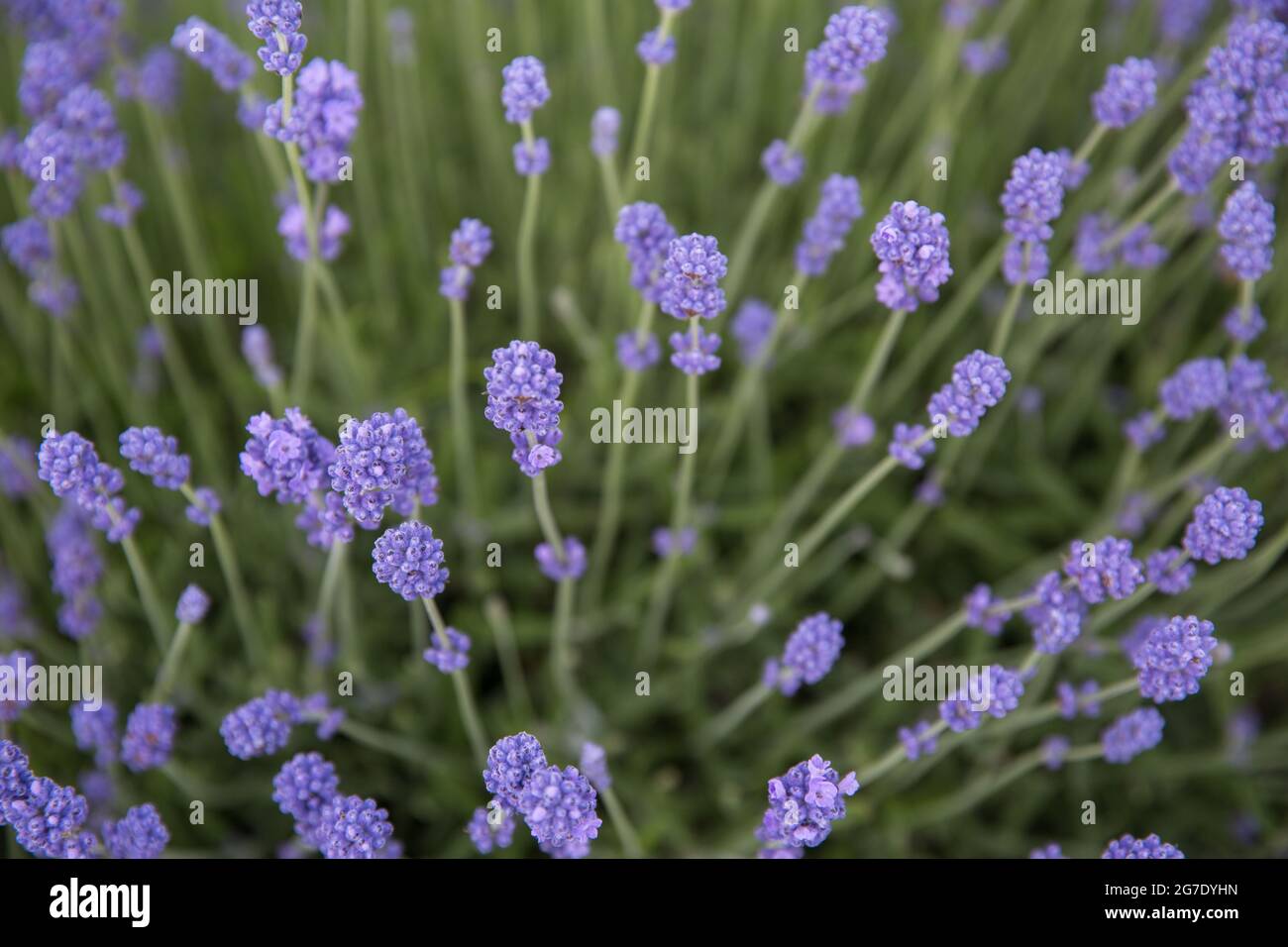 Flowers with stalks hi-res stock photography and images - Alamy