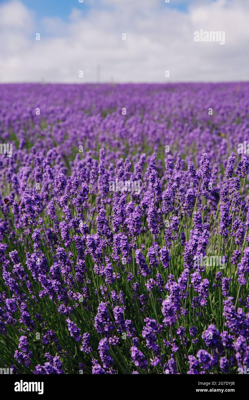 A lavender flower field on a Lavender Farm under a blue sky with copy ...
