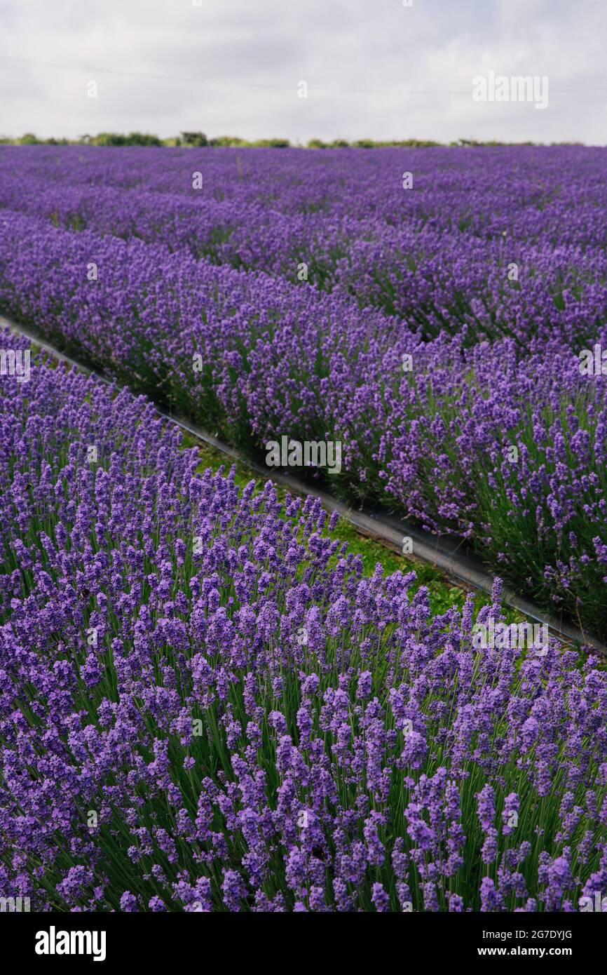 Rows of farmed lavender flowers on a Lavender farm Stock Photo - Alamy