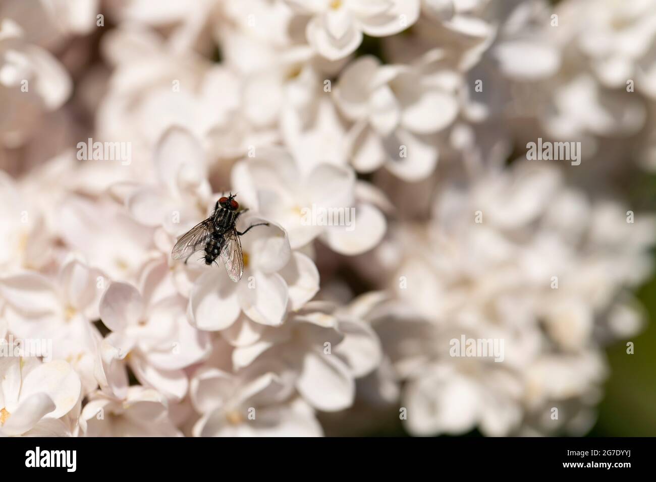 Syringa vulgaris, flowering lilac in a garden with bee or flower beetle ...