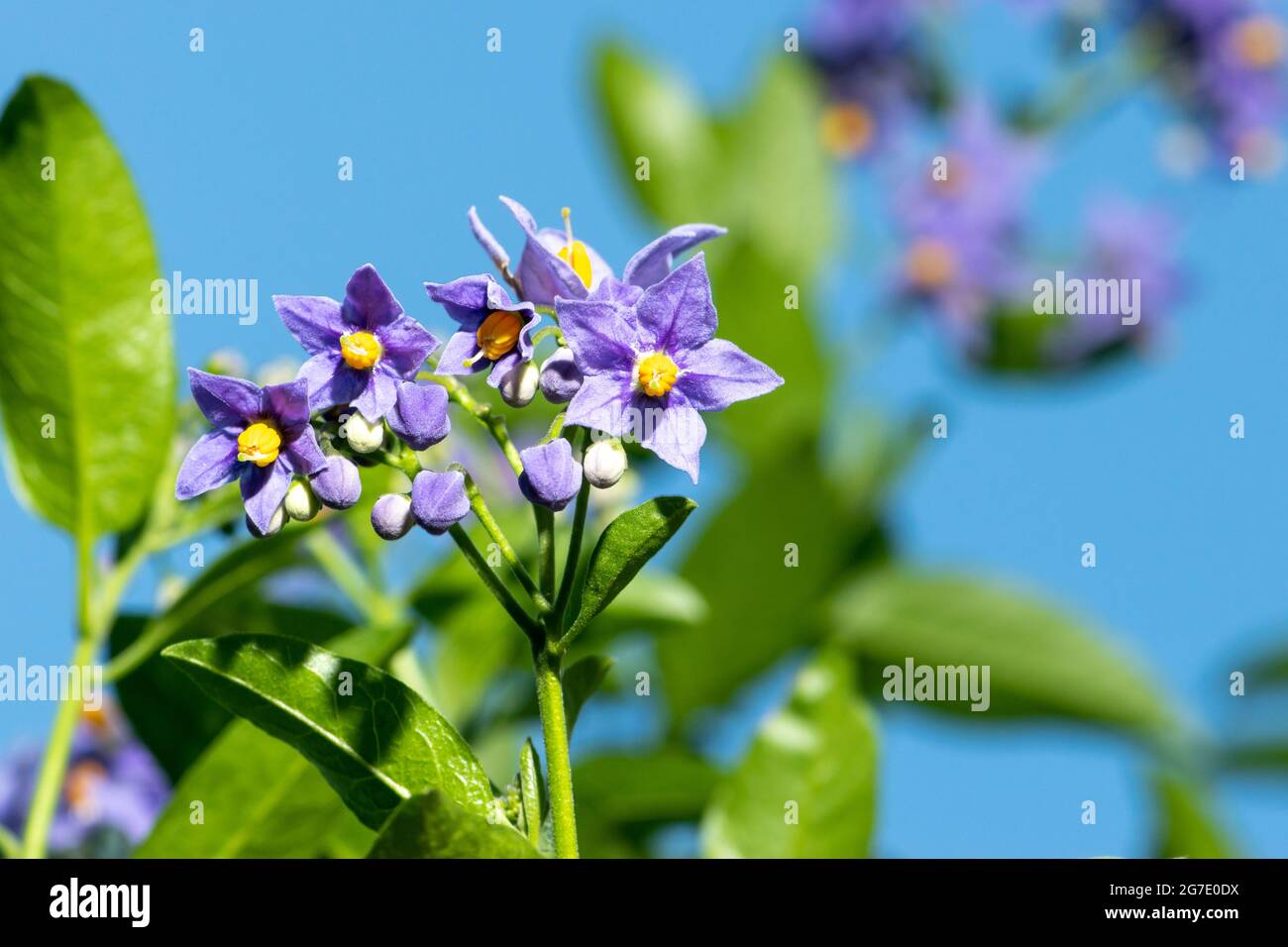 Potato tree hi-res stock photography and images - Alamy